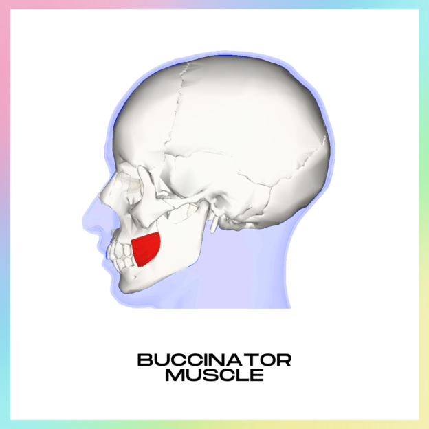 How Facial Muscles sculpt Your Face - All You Can Face